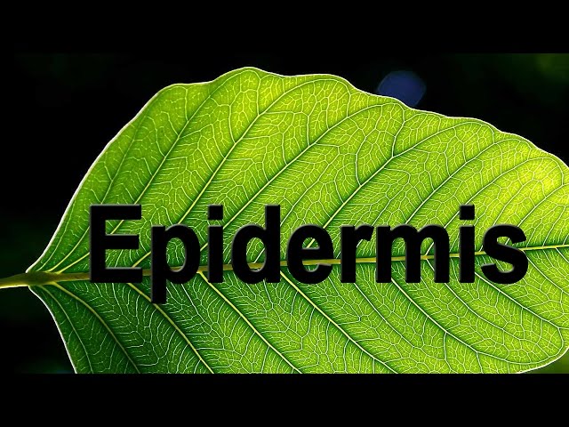 Plant Epidermis Epidermis | Plant Tissue | Britannica