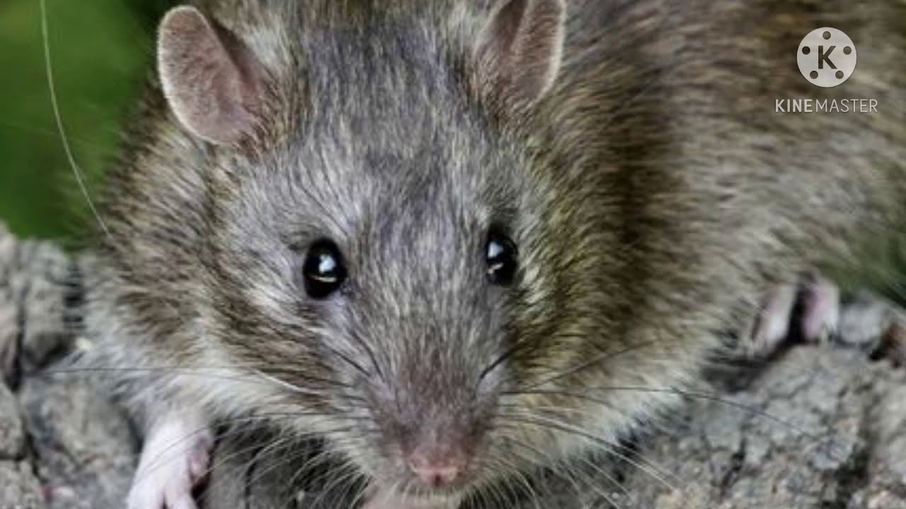 The RATS glow-up - YouTube