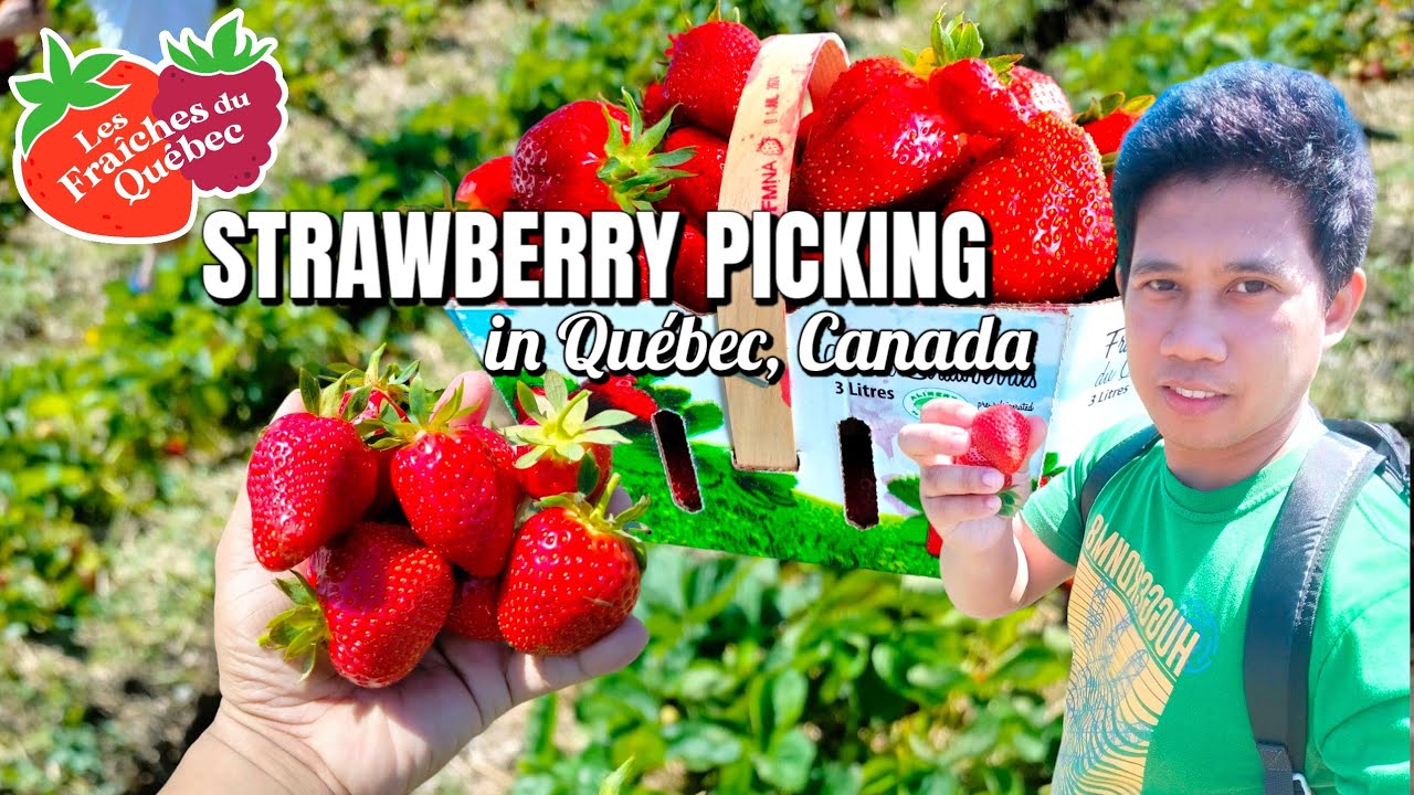 The BEST Strawberry Picking in Québec CANADA 🇨🇦 Happy Canada Day#canada ...