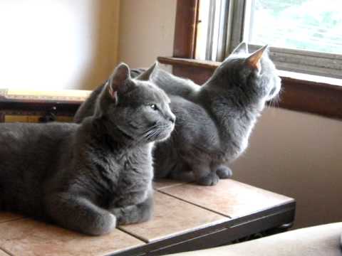 Female Chartreux by window - YouTube