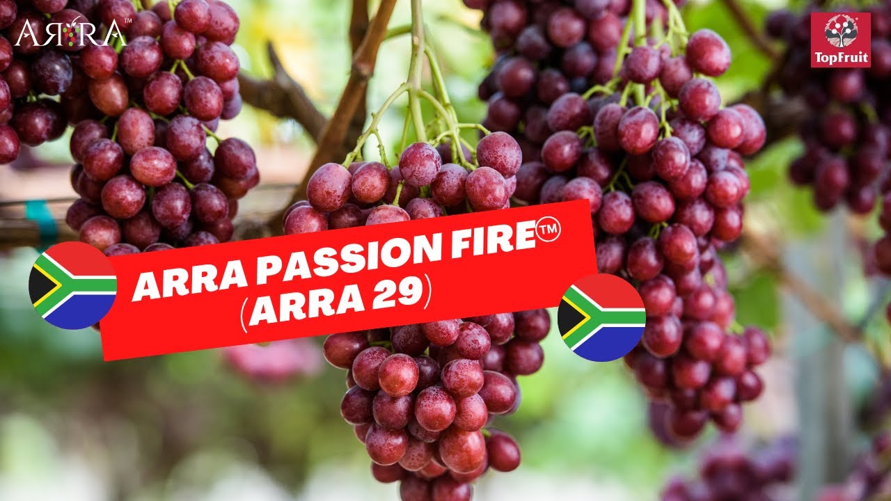 Red seedless grape - ARRA Passion Fire™ (ARRA 29) in South Africa ...