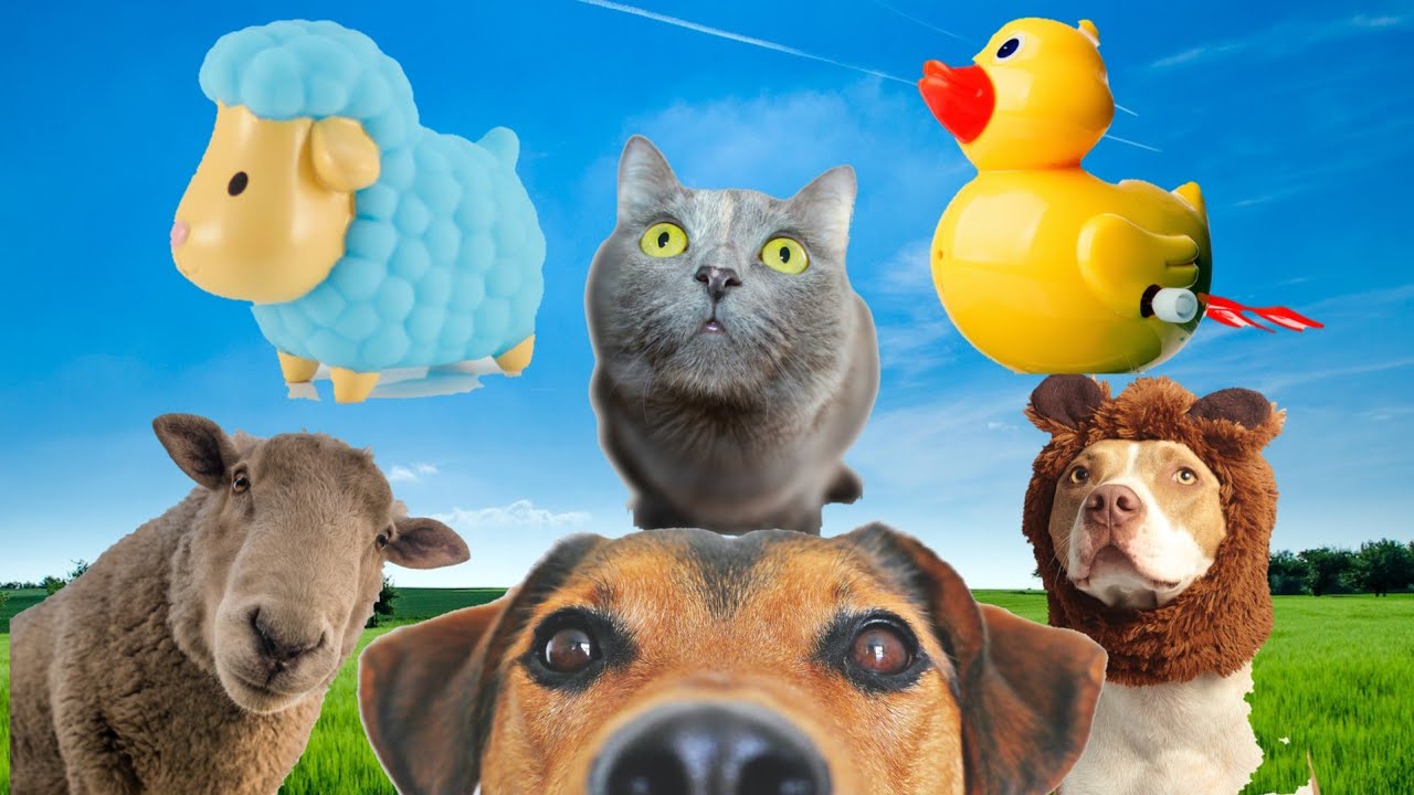 Animals sound | Cat, dogs, sheep, cow, duck, farm animals - YouTube