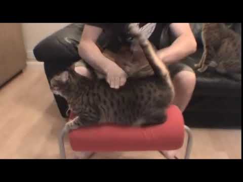 Cat Slapping Meme