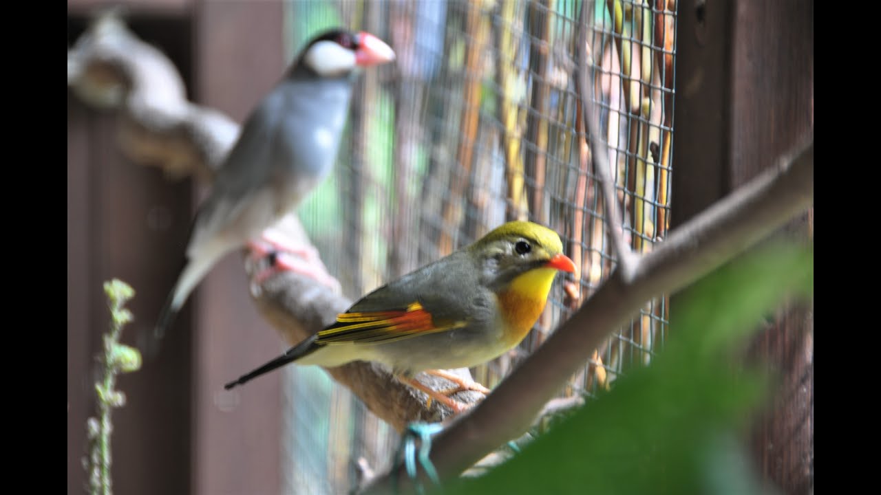 Pekin Robin/Japanese nightingale singing in aviary! - YouTube