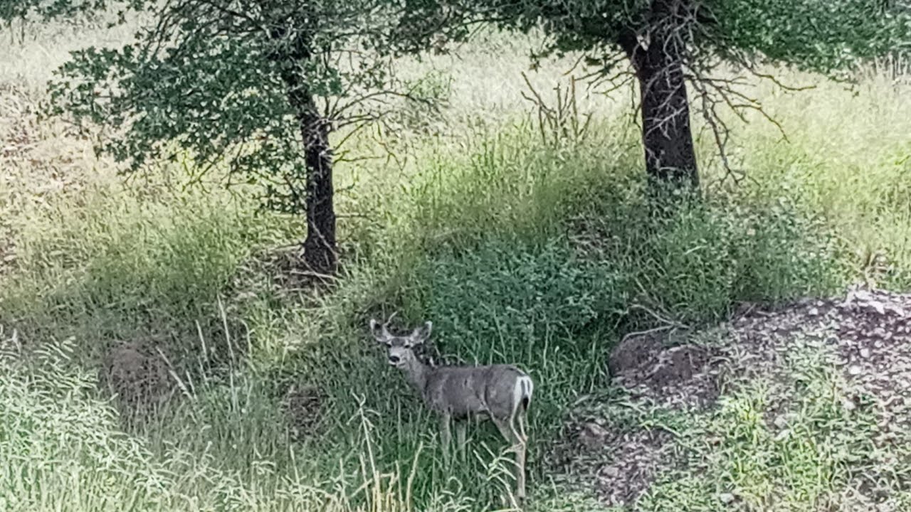 A DEER!...Davis Mountains State Park, Texas - YouTube