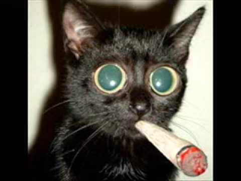 F.I.S.T. feat. Vido - Ima li neshto.wmv