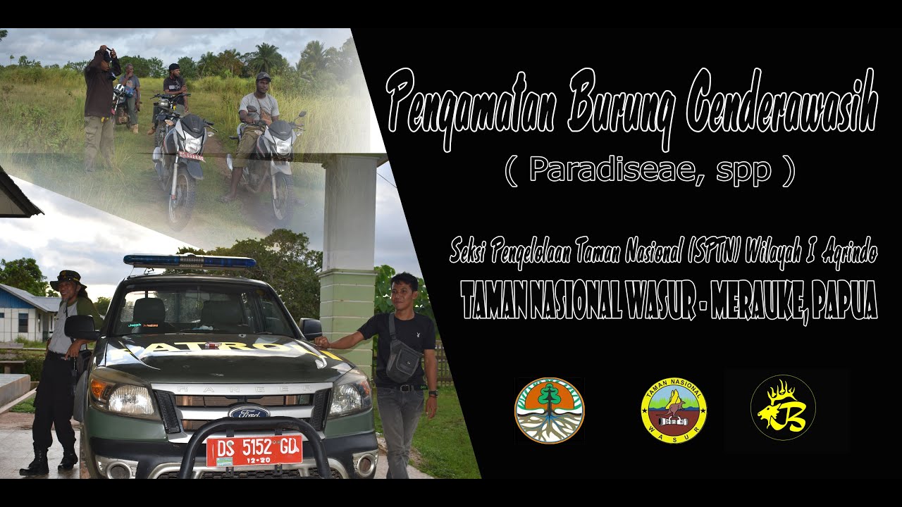 PENGAMATAN BURUNG CENDERAWASIH (Paradiseae, spp) DI TAMAN NASIONAL ...