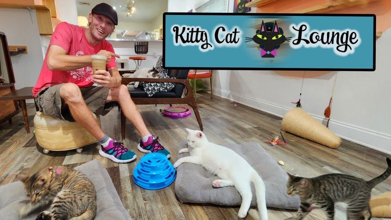 Come For The Cats, Stay For The Coffee: New Kitty Cat Lounge In ...