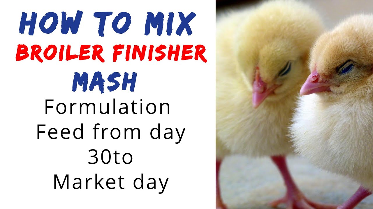 How to mix Broiler Finisher Mash - YouTube
