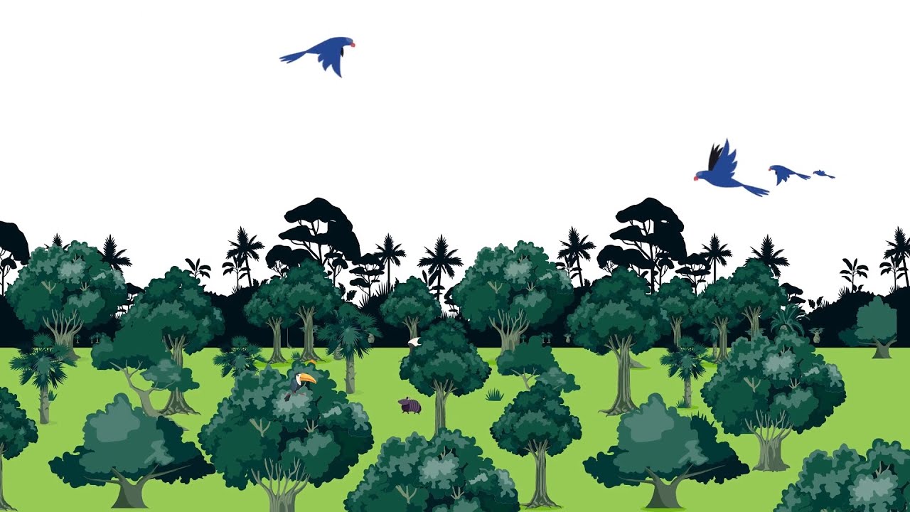 Quadriz REDD+ VCS Carbon offset programs - Climate Action - YouTube