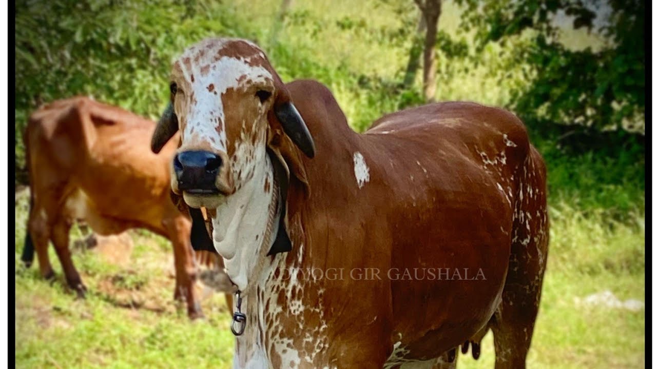 INDIA'S MOST BEAUTIFUL GIR COWS AT ADIYOGI GIR GAUSHALA #cow #farmer # ...