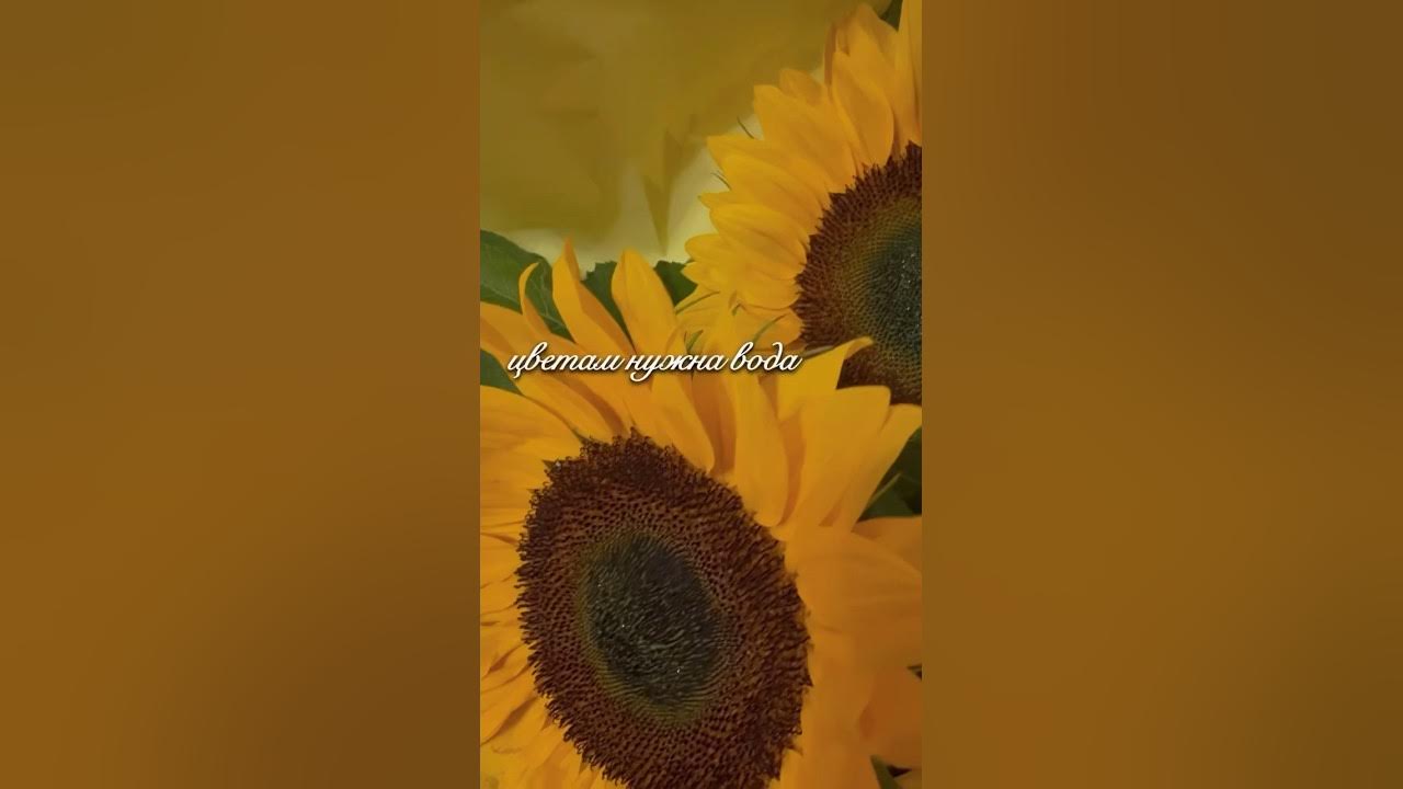 тг: Amberica Калининград - YouTube