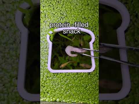 Why do Guppies Eat their OWN Babies? 👶