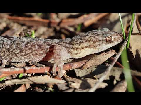 Marbled Gecko (Christinus marmoratus) from North Central Victoria ...