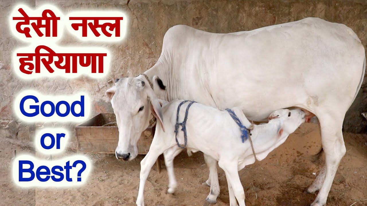 देखिए हरियाणा नस्ल की देसी गाय में क्या खासियत है Desi cow Haryana ...