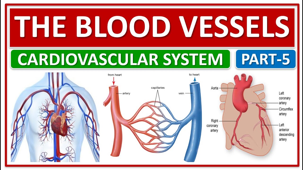 BLOOD VESSELS, CVS, PART-5, ARTERIES, VEINS, BLOOD CAPILLARIES ...