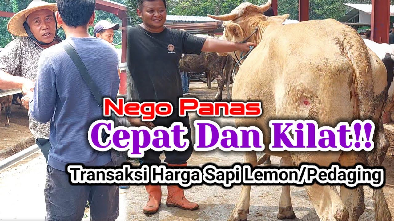 Nego PANAS Super KILAT ‼️ Transaksi Harga Sapi Lemon Pedaging Pasar ...