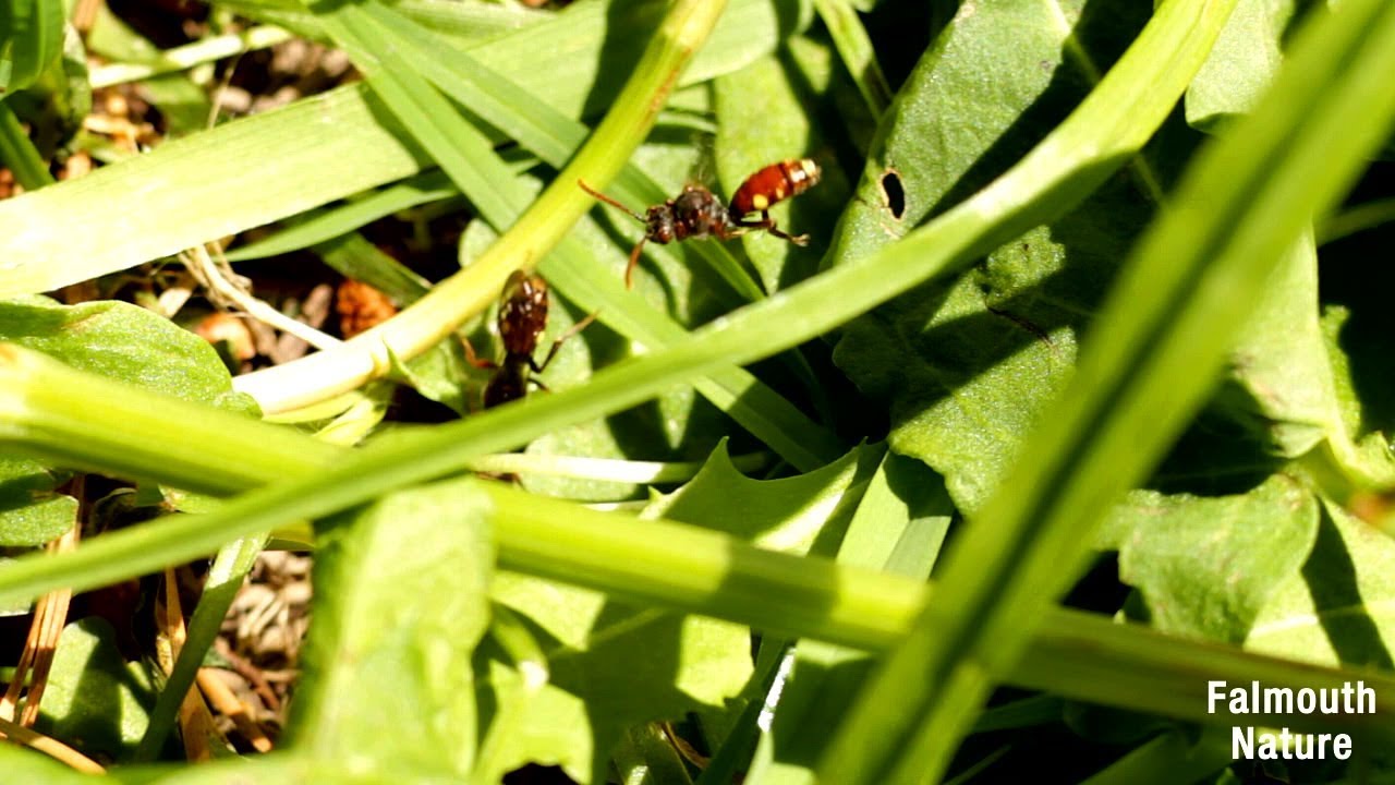 Nomada hirtipes behaviour outside Andrena bucephala nest - YouTube