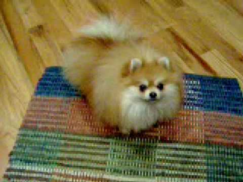 The One and Only Dancing Pomeranian Lil Tater Tot 0001 - YouTube