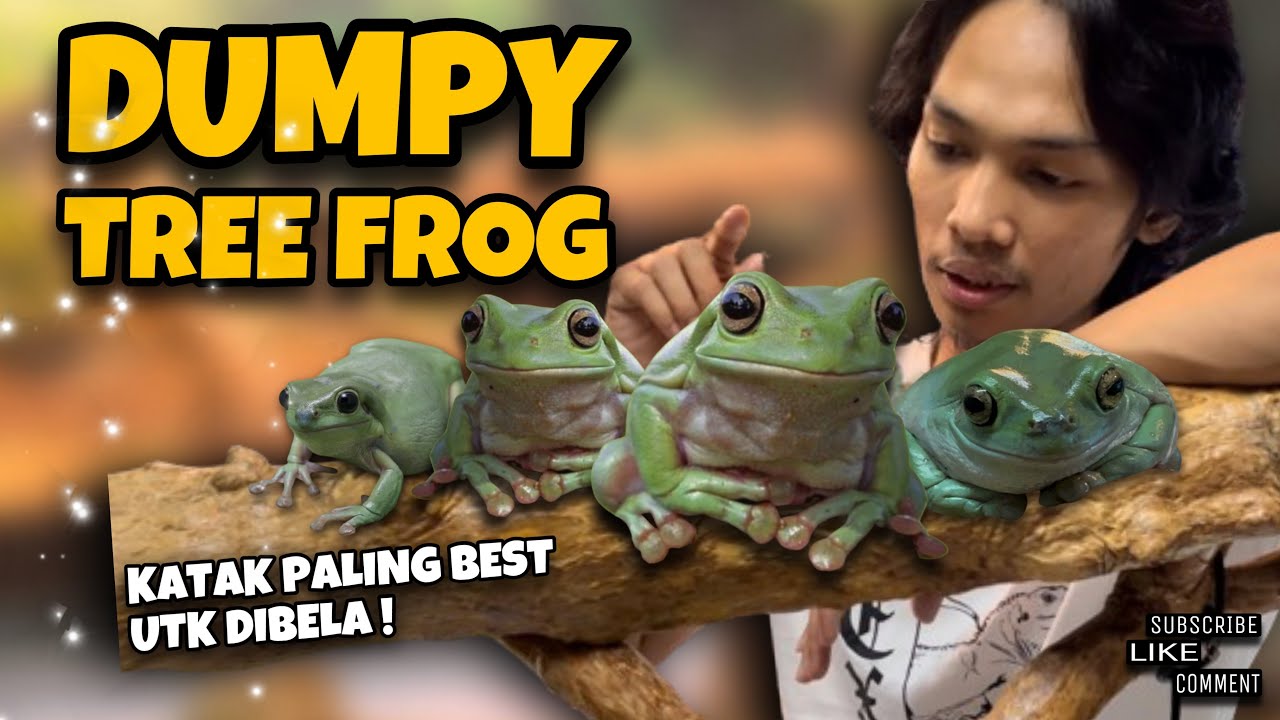 DUMPY TREE FROG | KATAK PALING BEST BELA?! - YouTube