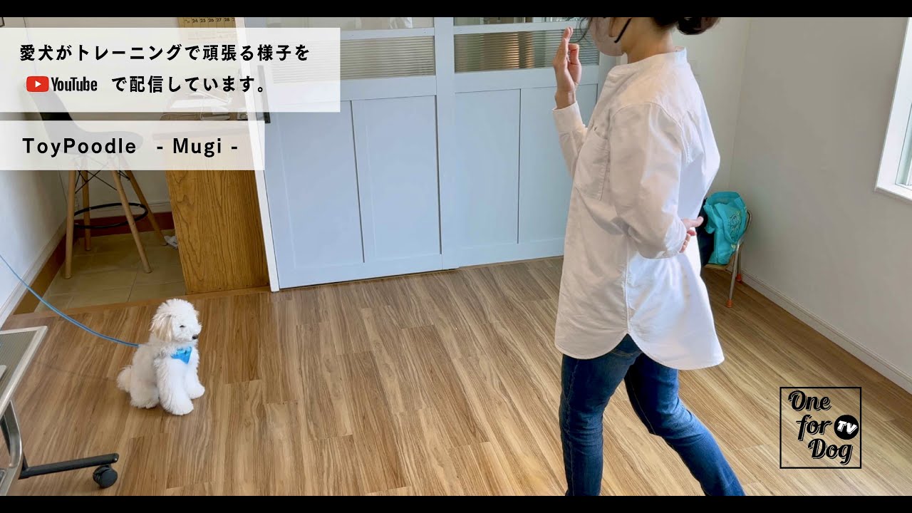 Day 2 - Mugi -[One for Dog の飼い主さんと一緒に学ぶドッグトレーニング] - YouTube