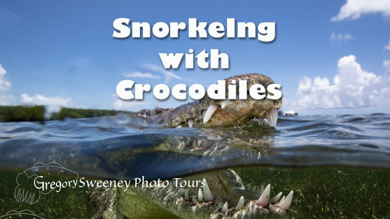 Snorkeling with American Crocodiles at Banco Chinchorro, Mexico - YouTube
