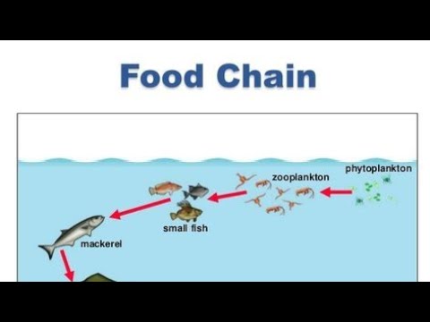 Aquatic Food chain|| aquatic food chain and food web || Bs Zoology ...