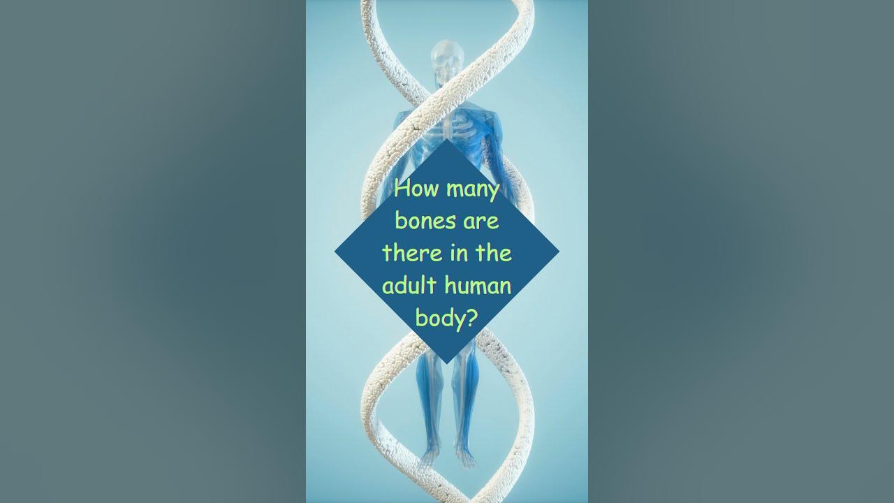 How Your Body Works (Human Body Education for Kids) - YouTube