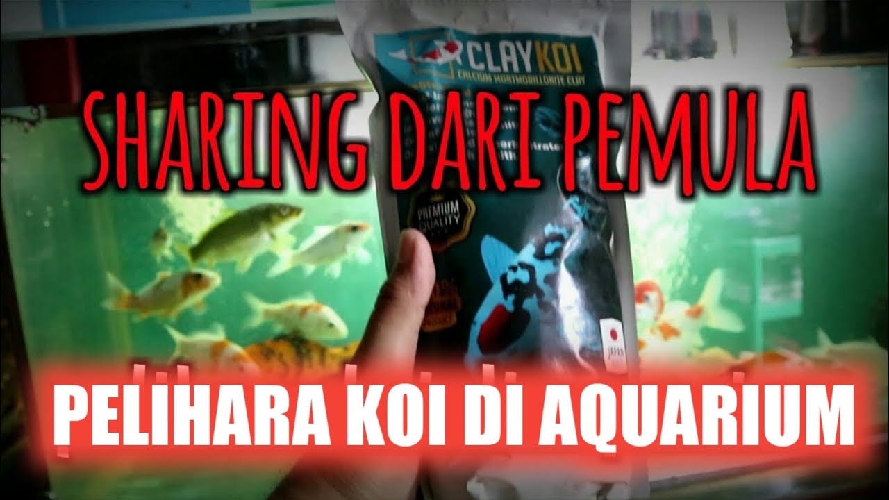 Alasan dan Cara Merawat Ikan Koi di Aquarium - YouTube