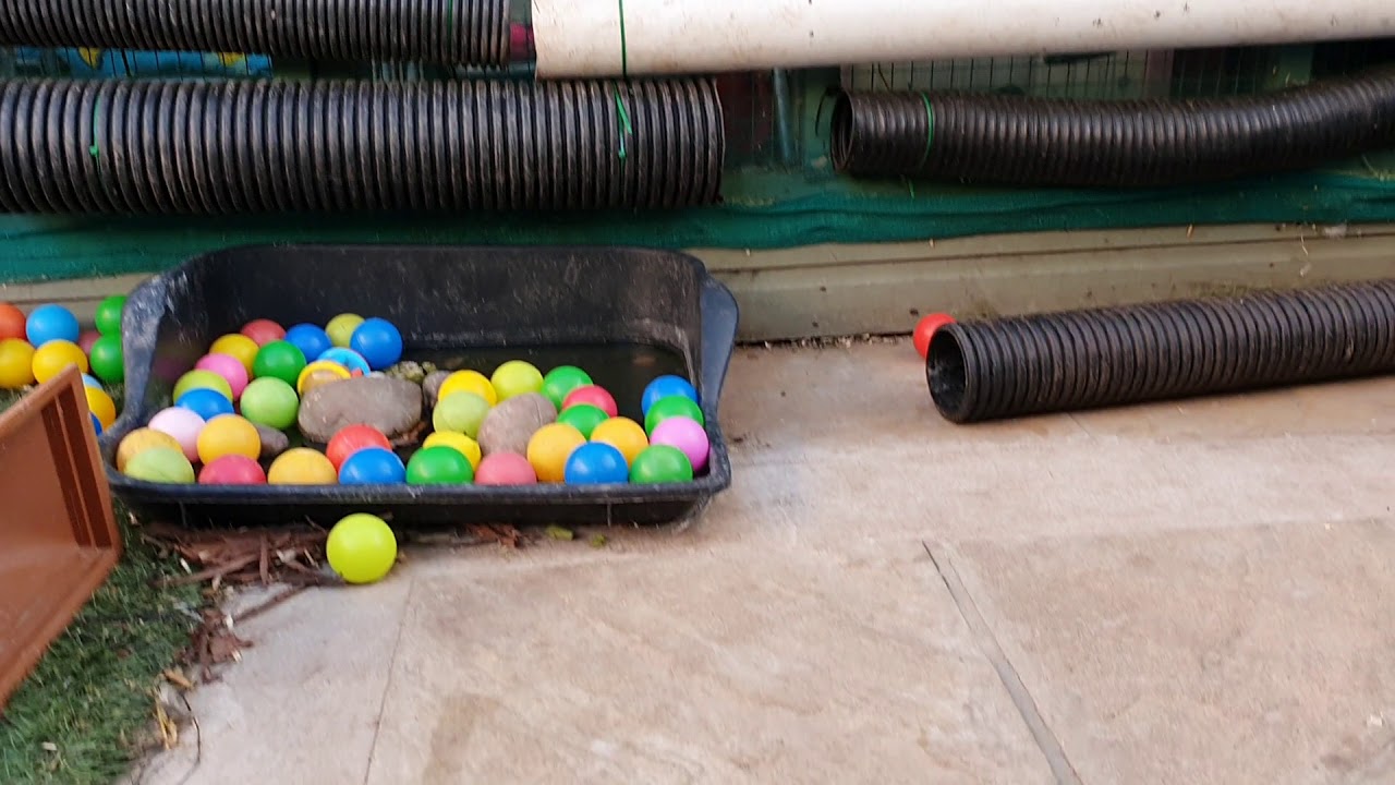 Lewis capaldi the ferret peed on my phone at playtime lol - YouTube