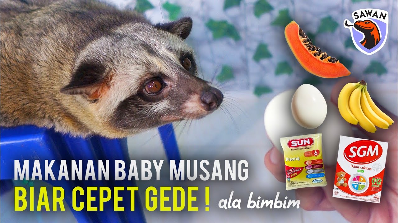Baby Musang Pandan