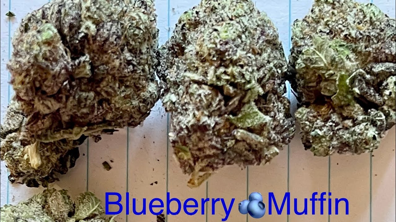 #SCARBORO STRAIN REVIEWS #BLUELOBSTER🫐🦞#DONKEYBUDDER🫏 #BLACKBERRY ...