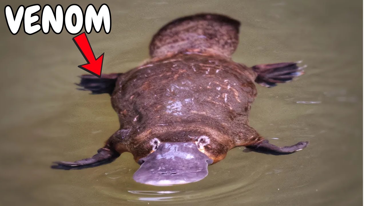 Duck-Billed Platypus: Nature’s Most Bizarre Animal Explained - YouTube