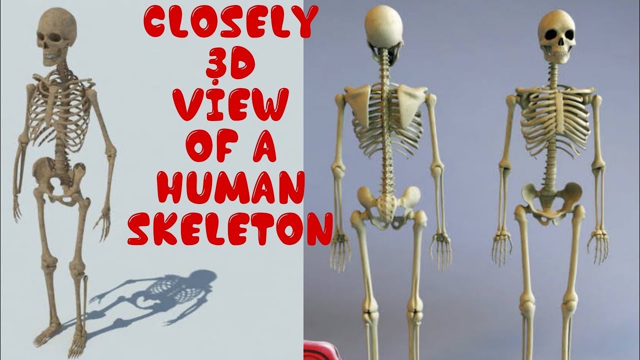 Closely 3D View Of a Human Skeleton | Educational and School Project ...