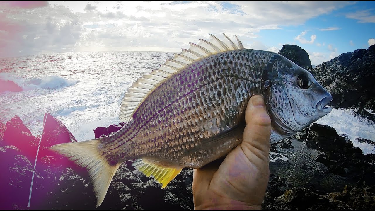 Beach and Rock Fishing for Yellow Fin Bream - YouTube