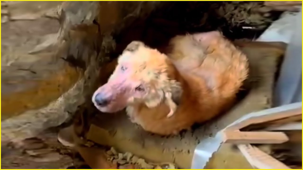 Give Me Bricks to Eat! Dog Tearfully Beg for Help in a Garbage House ...