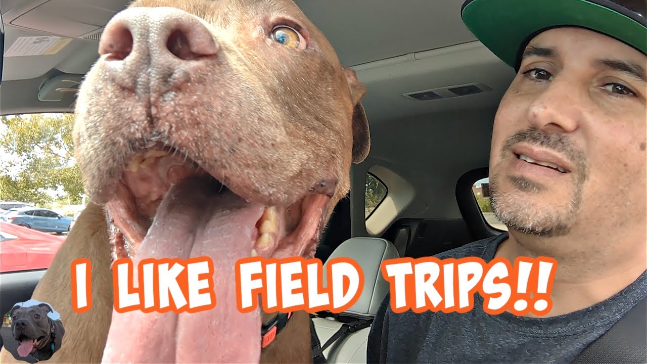 Shelter Dog Gets A Day Out Of The Shelter With This Awesome Program To ...