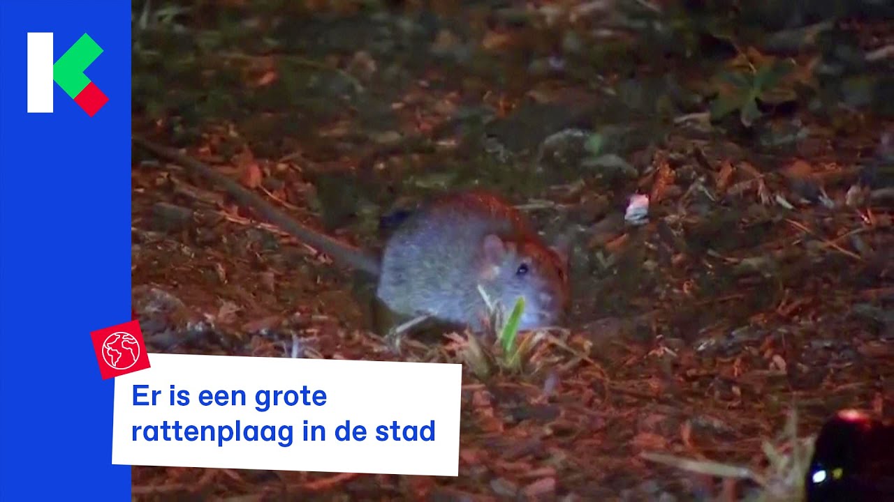 New York heeft sinds kort een ratten-sheriff - YouTube