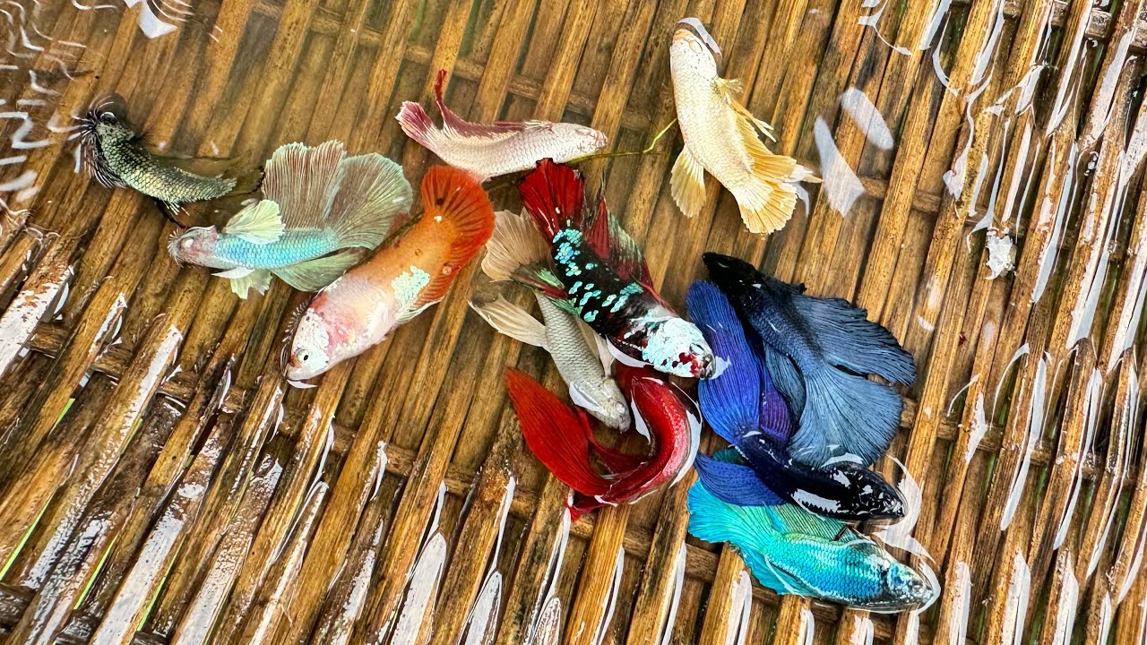 Natural Betta Fishing: Discovering Betta in Untouched Waters That ...