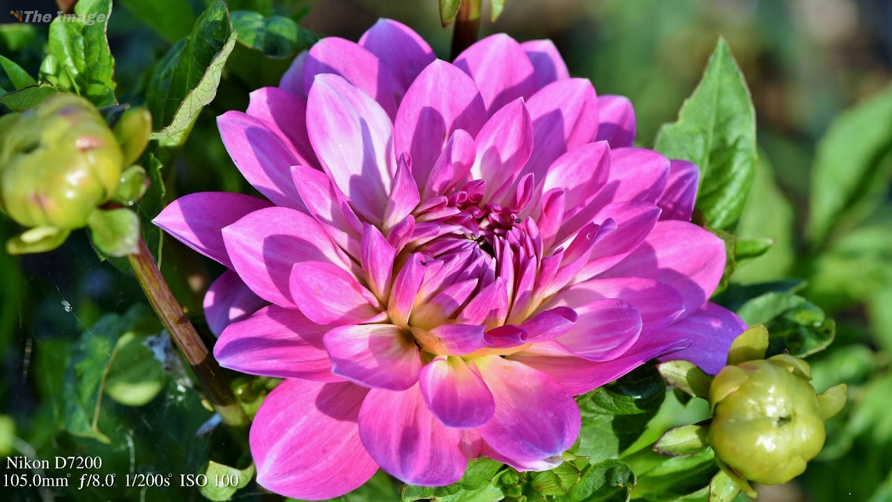 Nikon D7200 Sample Images   | Nikon D7200 Photography