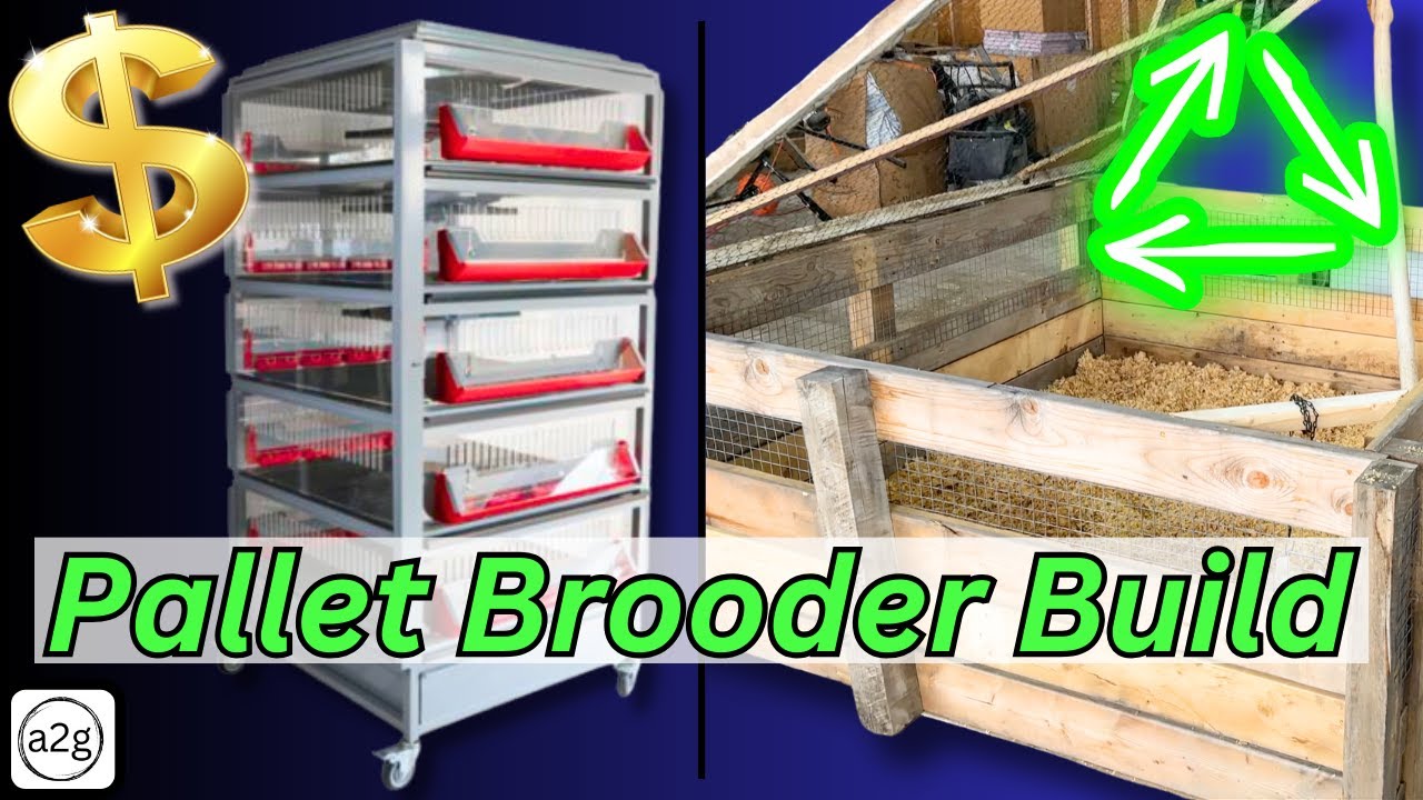 How we BUILT a CHEAP Chicken BROODER from Pallets! - YouTube