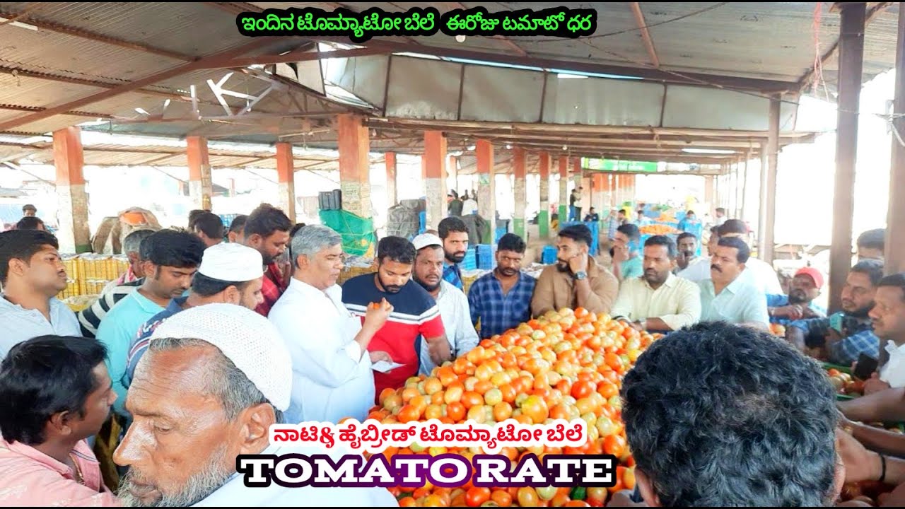 Tomato Price Today | live_auction_tomato_price| ಟೊಮೆಟೊ ಬೆಲೆ |Hybrid ...