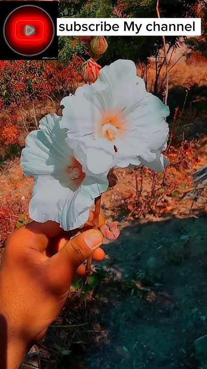 velog latifullah #latîfe #latifullah 💝👍🇵🇰👍 like me subscribe My channel 👍🇵🇰💝👍 - YouTube