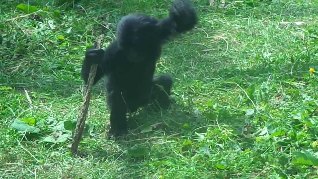 Baby monkey keeps falling over - YouTube