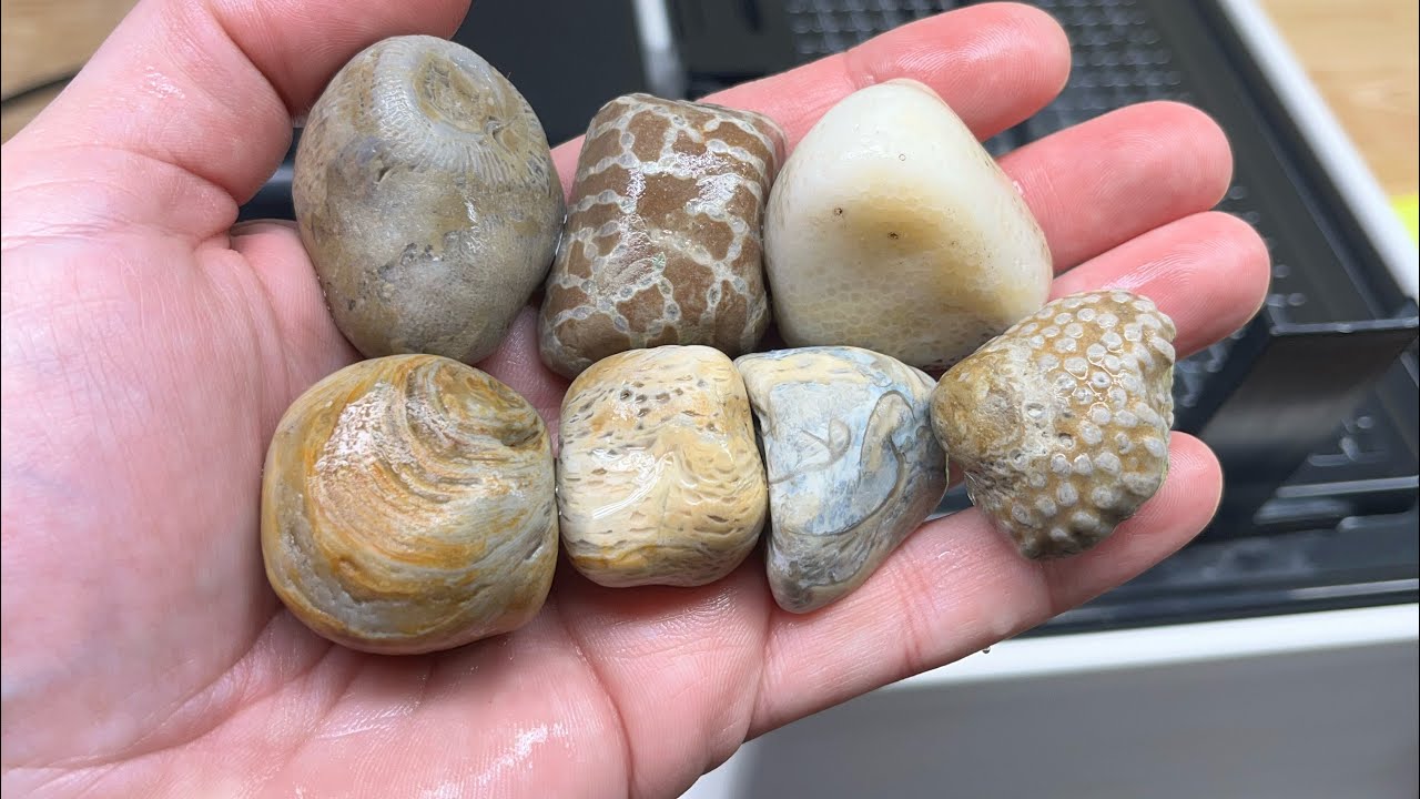 Cutting Rocks | 7 Different Lake Michigan Fossils! - YouTube