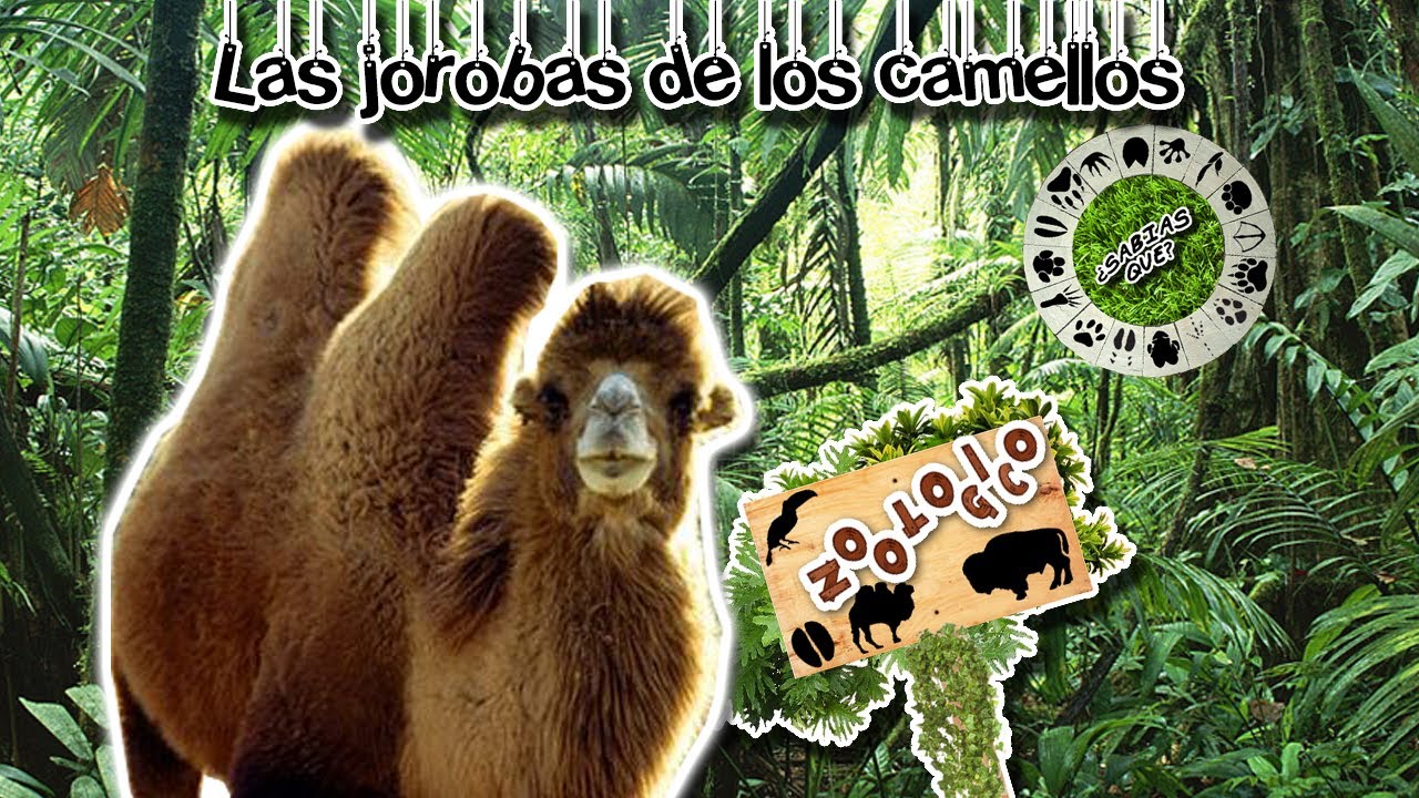 Sendero De La Joroba De Los Camellos