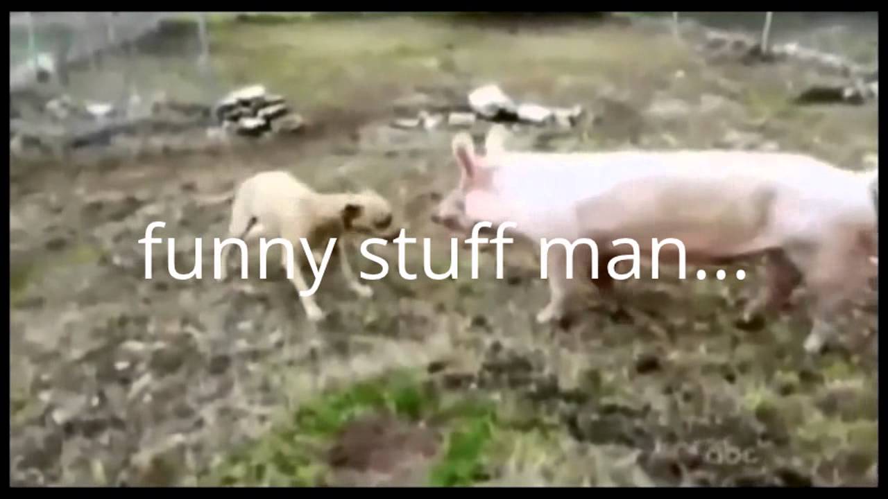 endless funny videos - YouTube