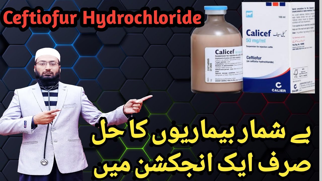 Calicef Injection Uses | ceftiofur hydrochloride Injection - YouTube