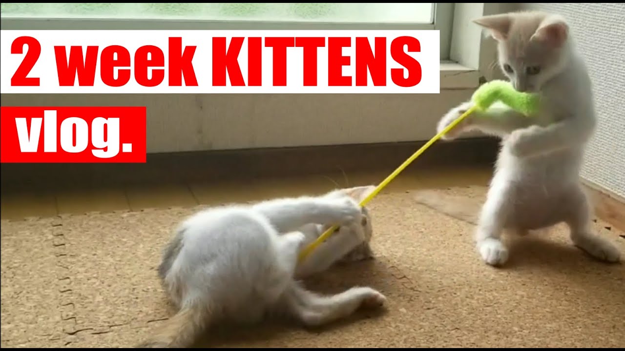 It's TIME for Not To Laugh! - Two week record with them : Cute Funny ...