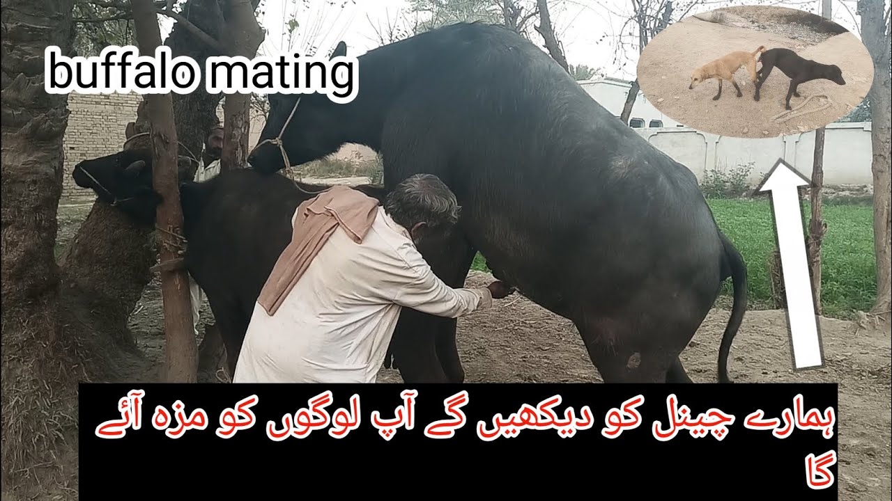 A buffalo mating|bull mating|cow meeting - YouTube
